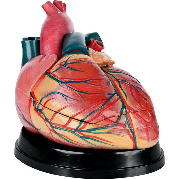 Mulaj inima umana marita, 26 x 20 x 23 cm, pentru uz didactic - Ookee